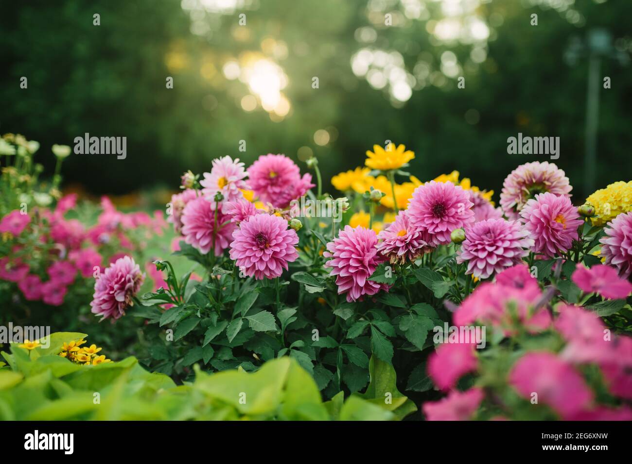 Beautiful flower garden with blooming asters and different flowers in ...