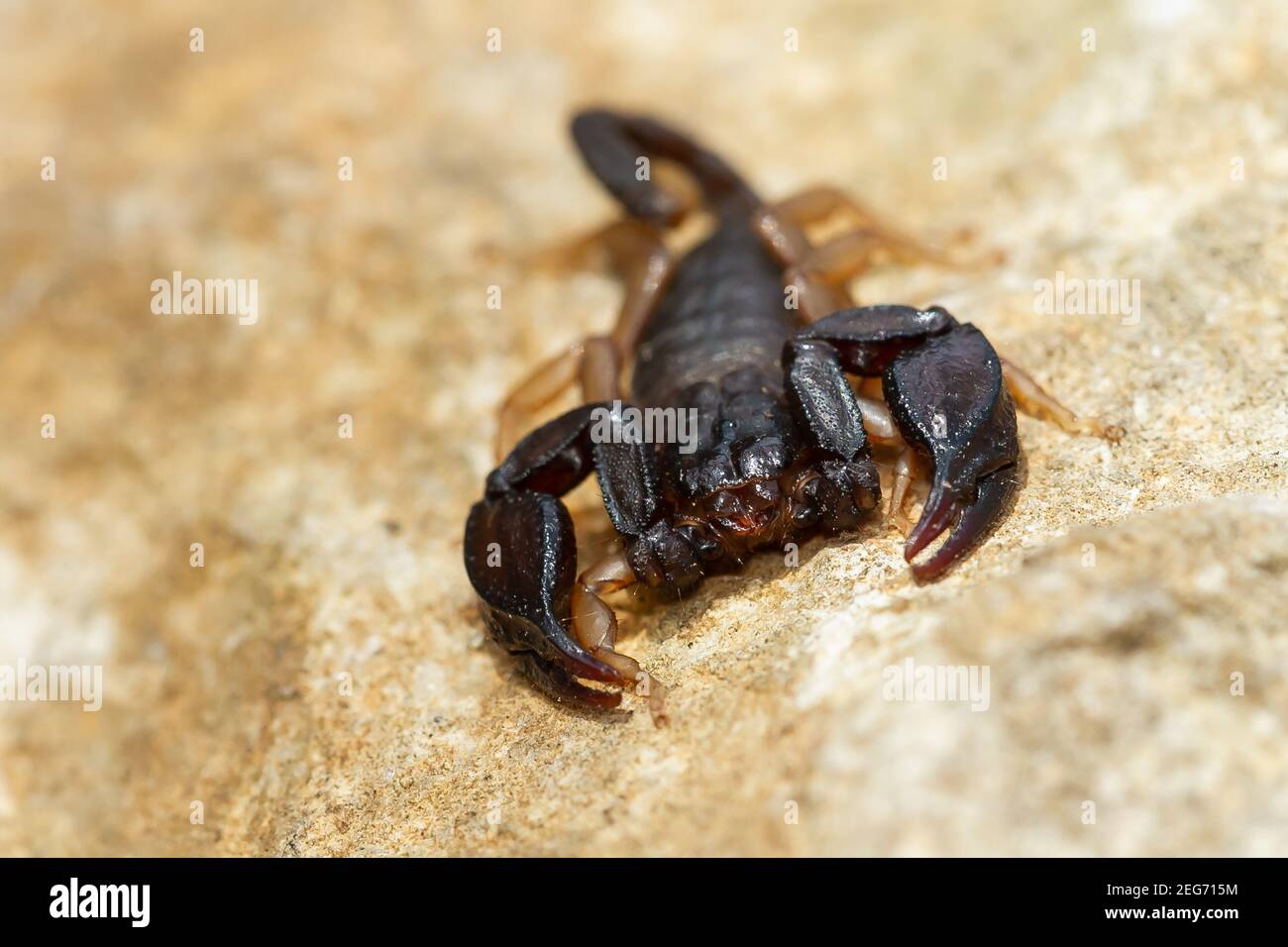 Soft focus of a European yellow-tailed scorpion on a sandy ground Stock ...