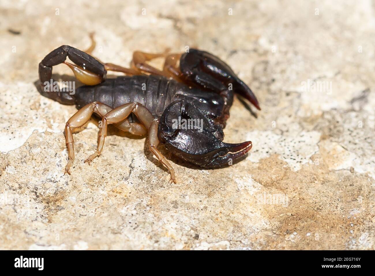 Closeup of a European yellow-tailed scorpion on a sandy ground Stock ...