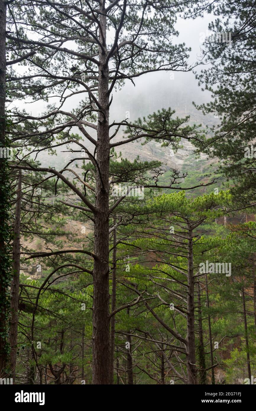 Tall pine trees are a green background of slender tree trunks. A cloudy ...