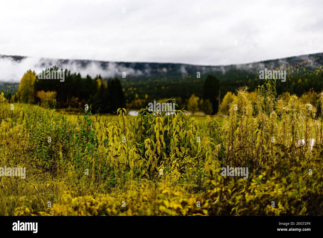 Biodiversity rich ecosystem hi-res stock photography and images - Alamy