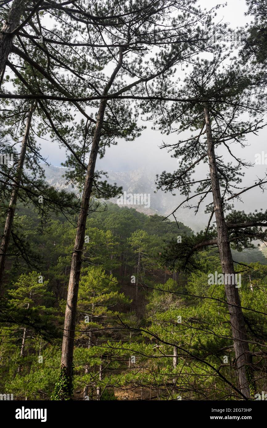 Tall pine trees are a green background of slender tree trunks. A cloudy ...