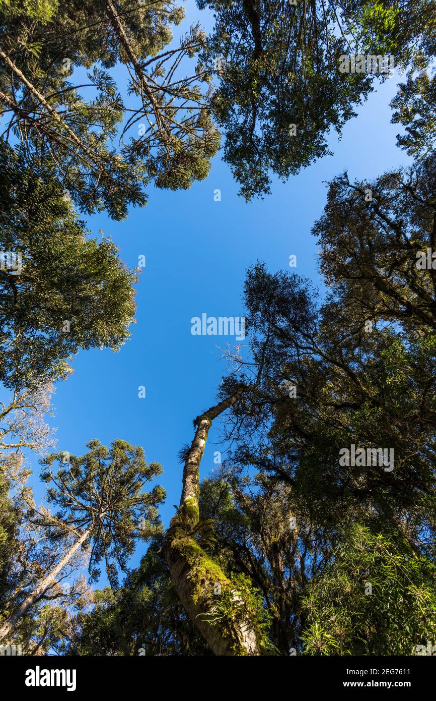 Vertical low angle shot from a beautiful subtropical forest in southern ...