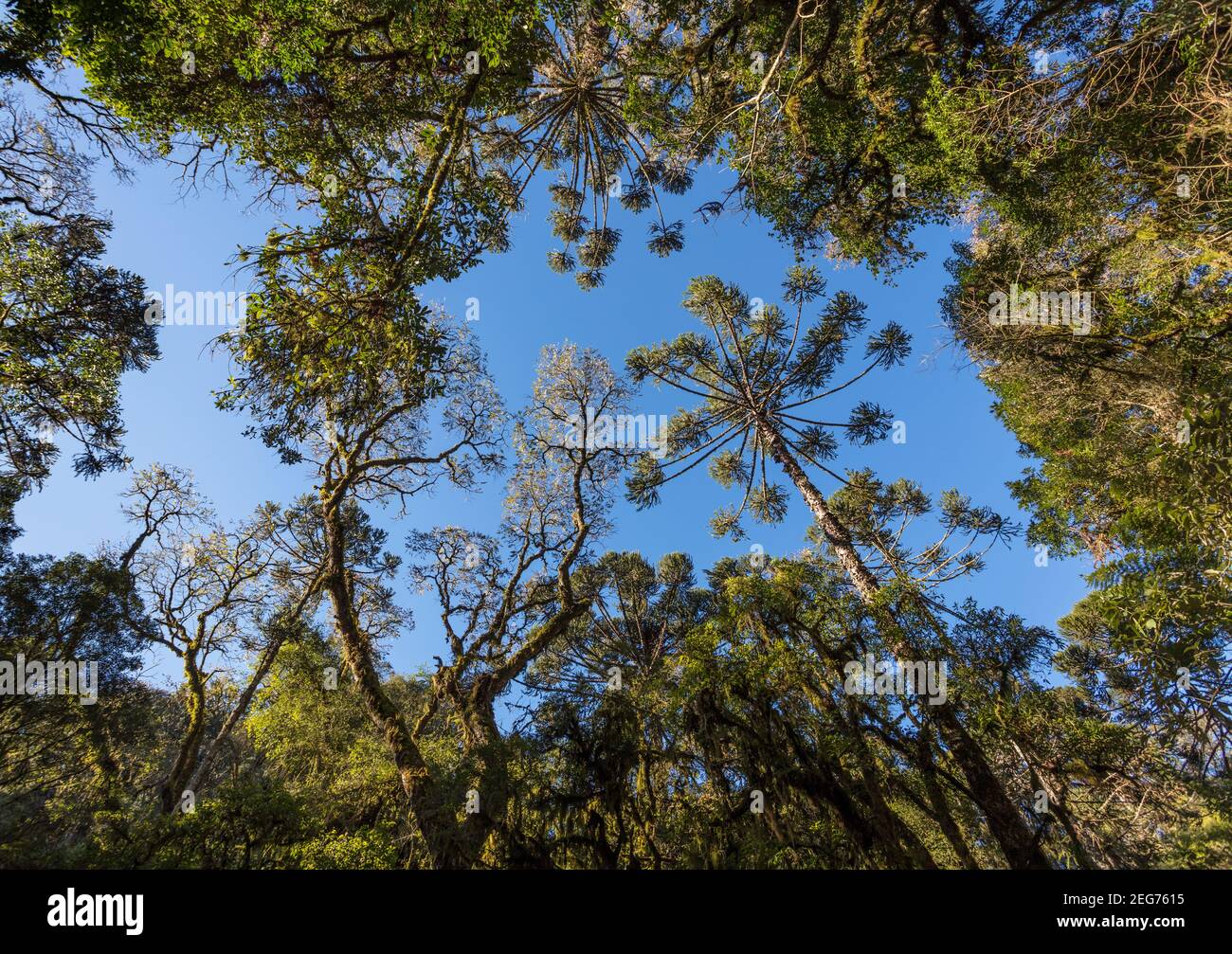 Low angle shot from a beautiful subtropical forest in southern Brazil ...