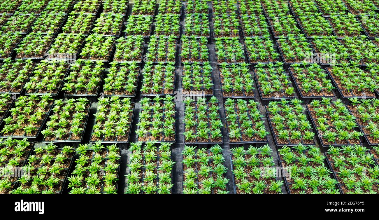 Top view of plants in plant seedling nursery Stock Photo - Alamy