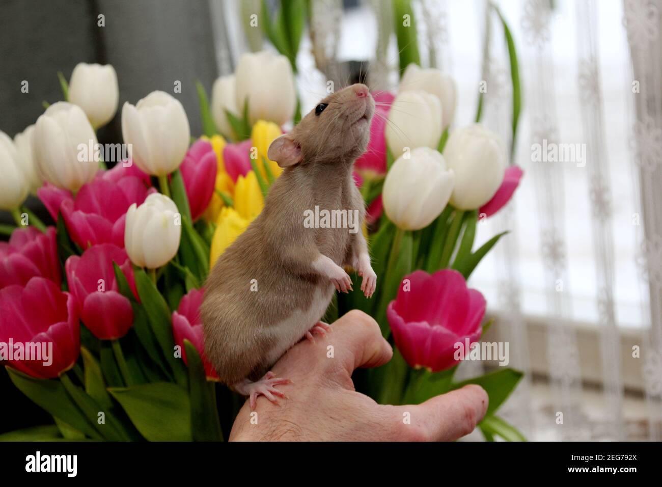 The female hand up holds a house rat. Little white rat in a woman's ...
