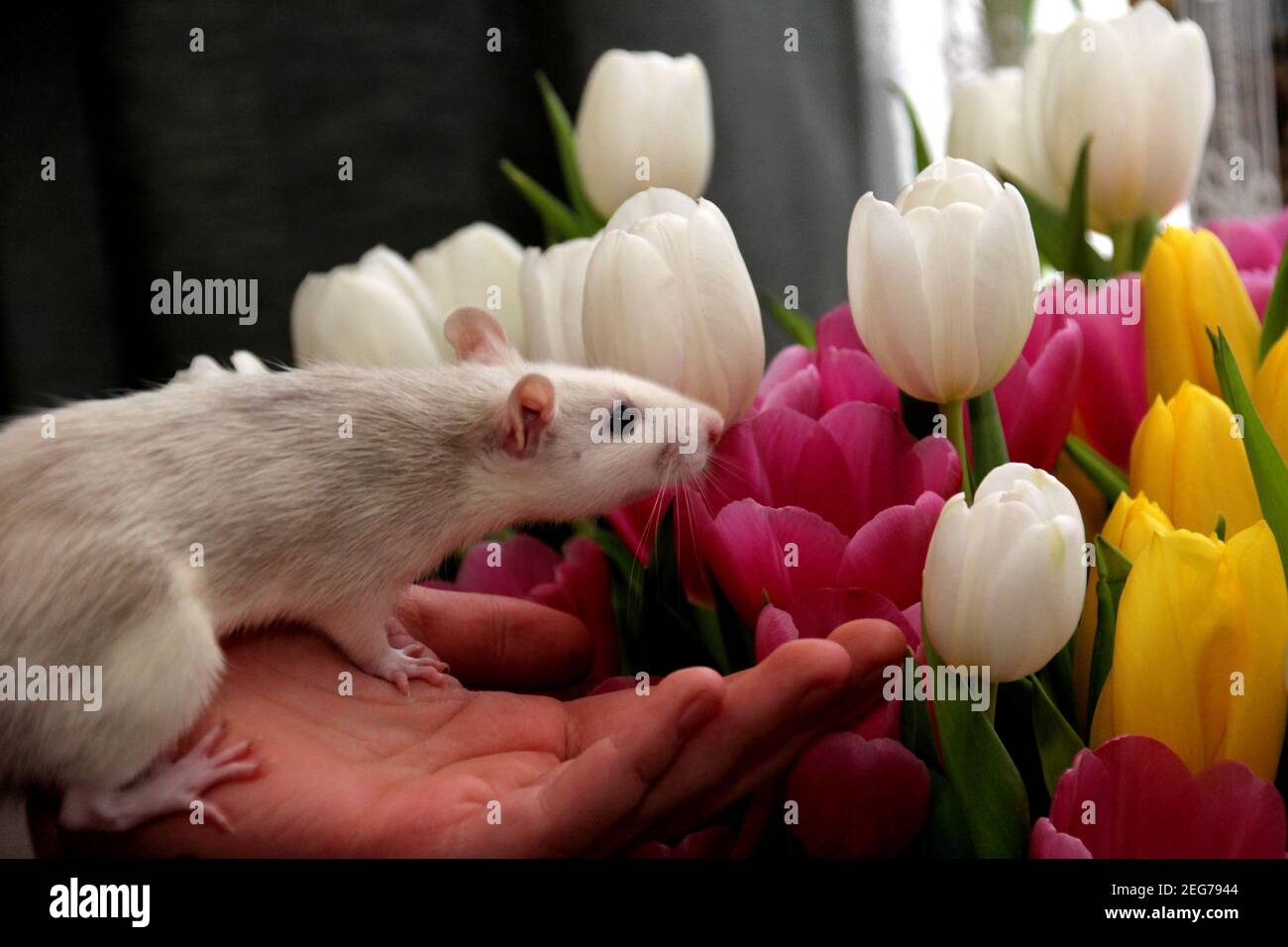 The female hand up holds a house rat. Little white rat in a woman's ...