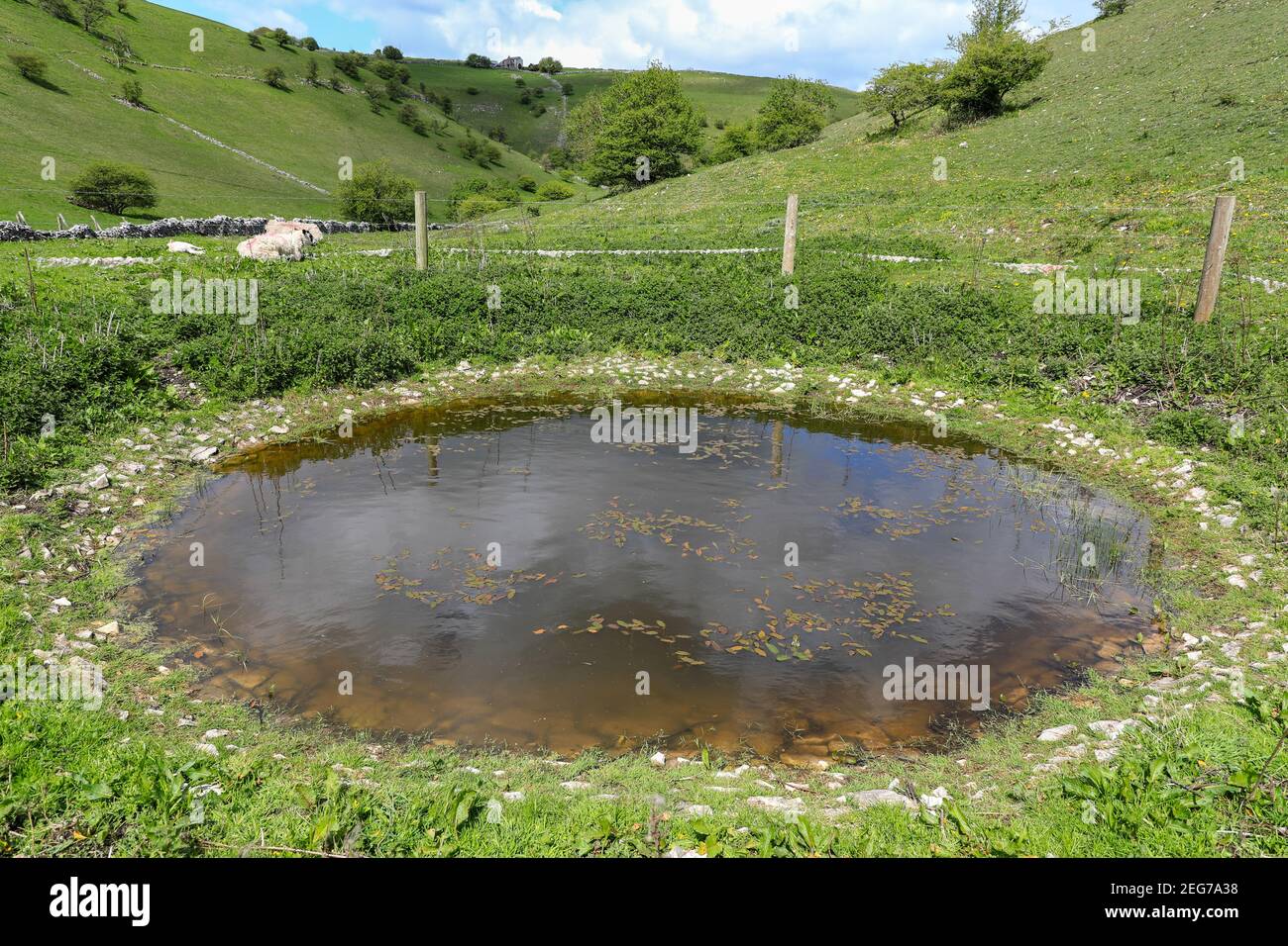 A dew pond in Deep Dale Nature Reserve, owned by Plantlife, Deep Dale ...