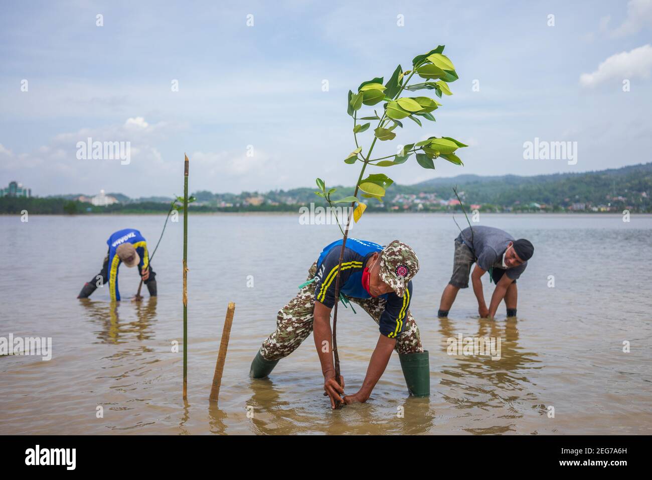 Planting mangrove hi-res stock photography and images - Alamy