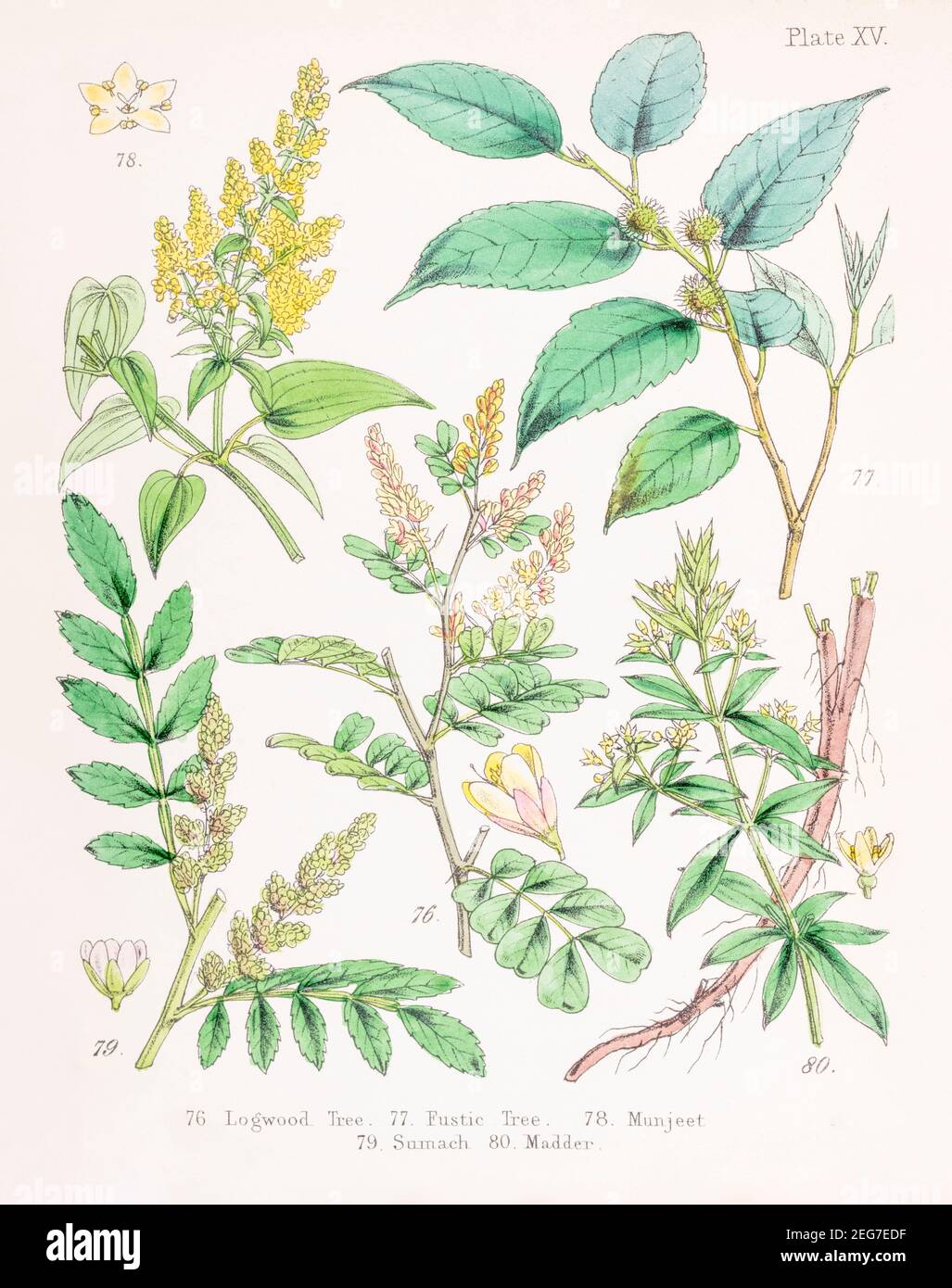 19th c. hand-painted Victorian botanical illustration of Logwood ...