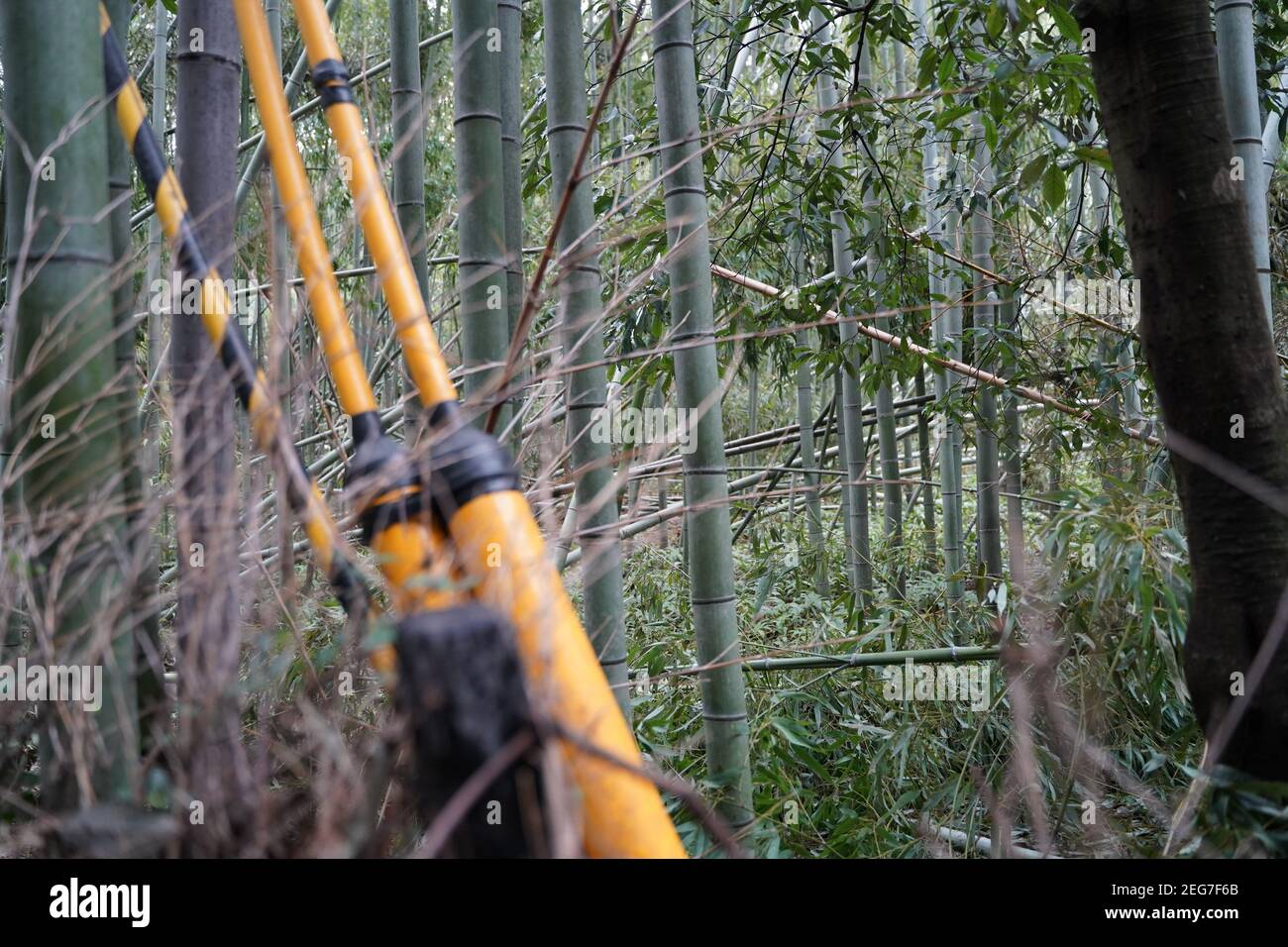 Broken bamboo trees in hi-res stock photography and images - Alamy