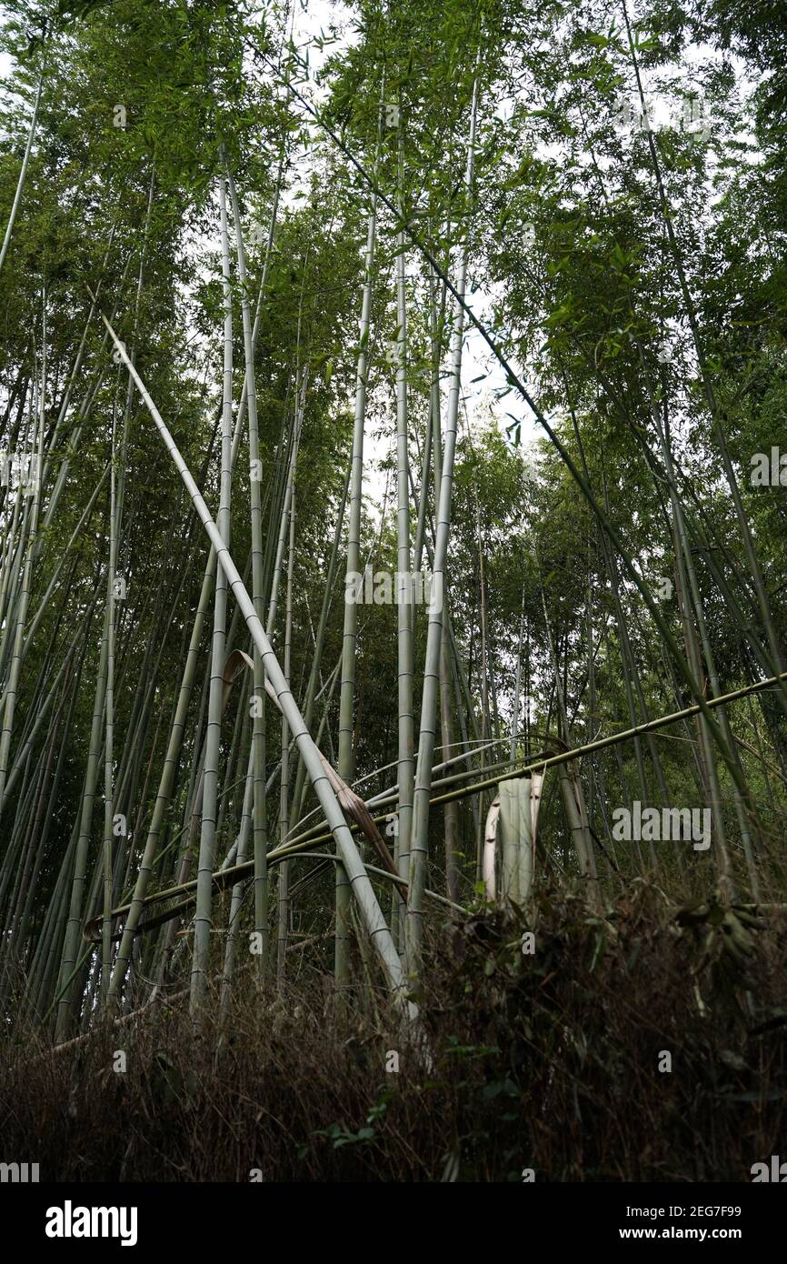 Broken bamboo trees in hi-res stock photography and images - Alamy