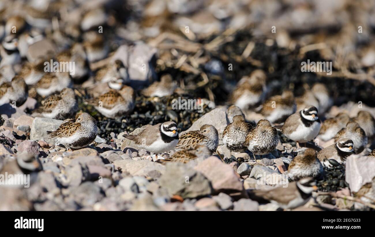 Ringed Plover and Dunlin in tight mass at high tide in roost Stock ...
