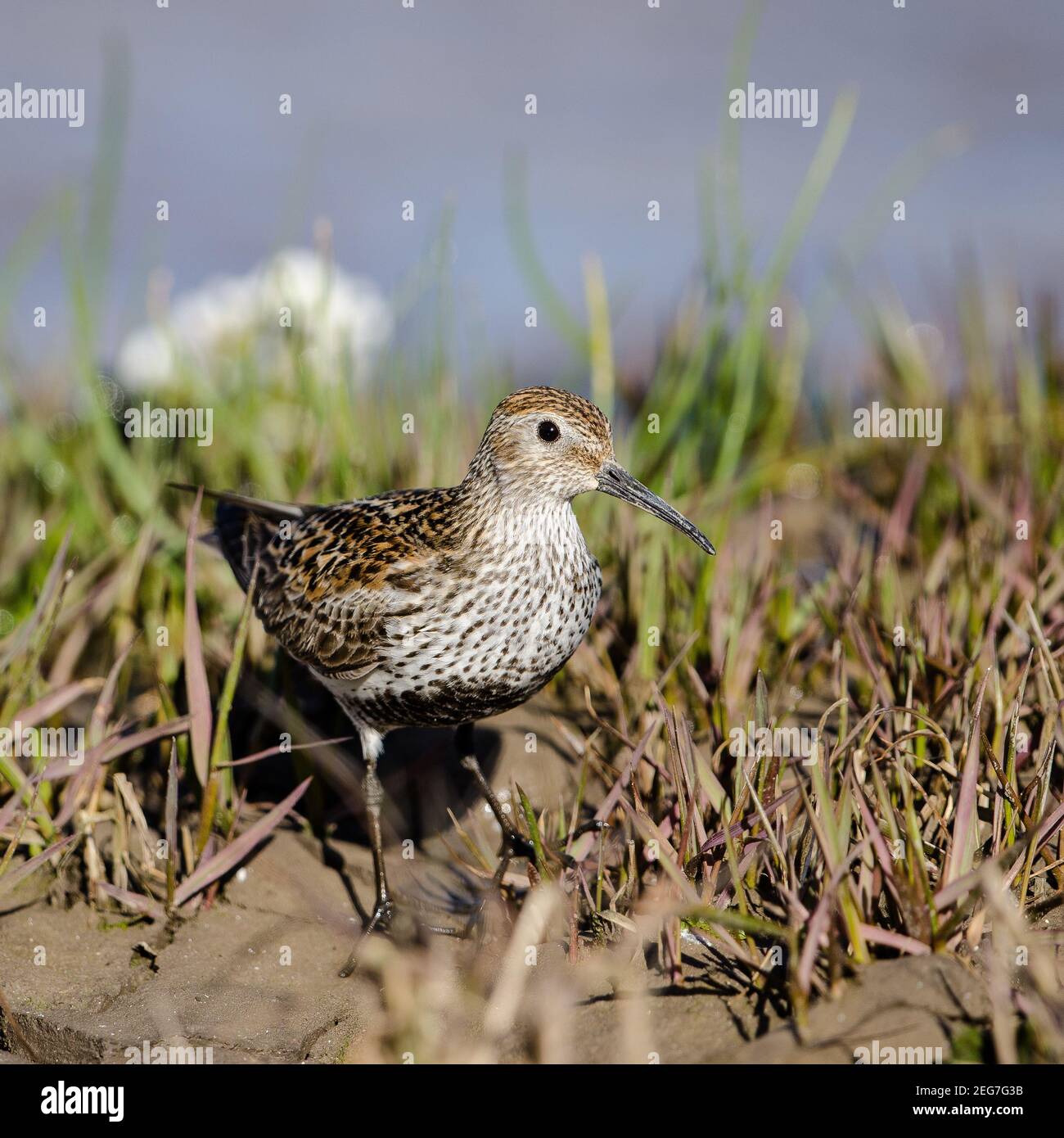 Dunlin in estuarine grass. Square format Stock Photo - Alamy