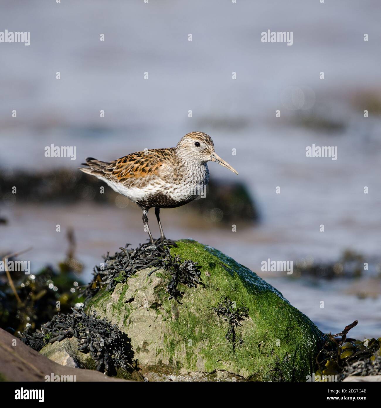 Format a drawing hi-res stock photography and images - Alamy