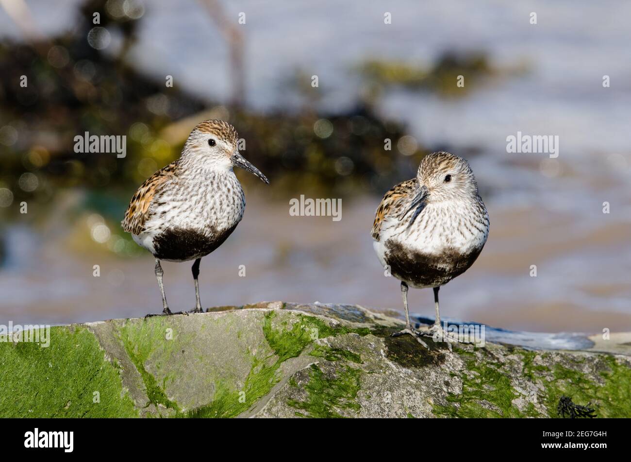 Dunlin in breeding plumage hi-res stock photography and images - Alamy