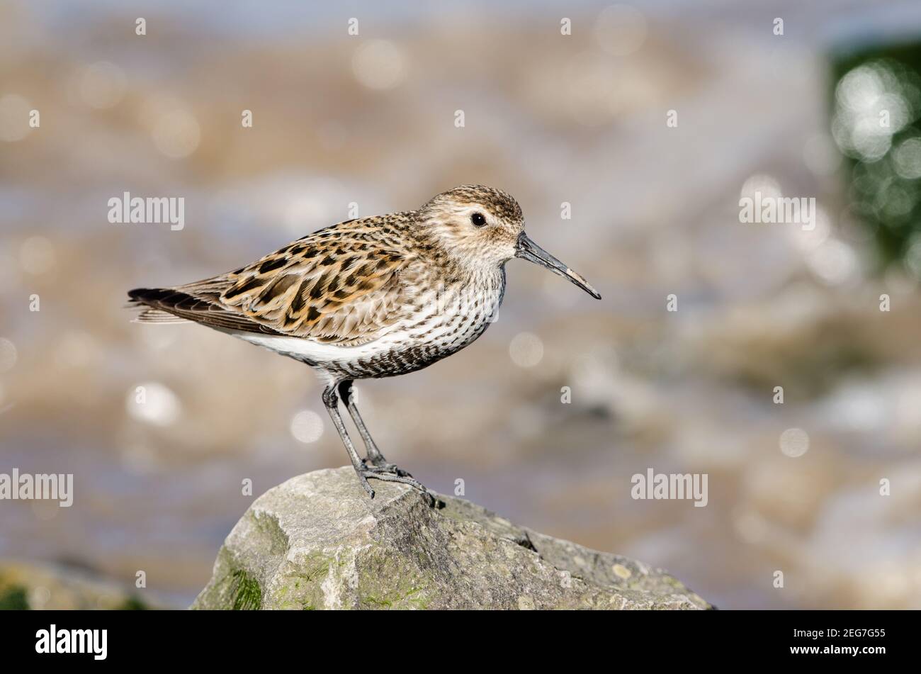 Dunlin in breeding plumage hi-res stock photography and images - Alamy