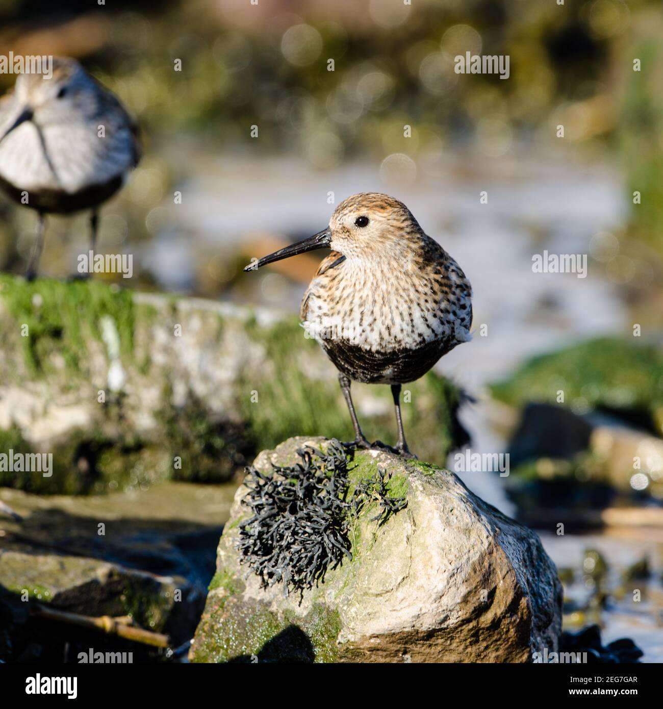 The rocks square hi-res stock photography and images - Alamy