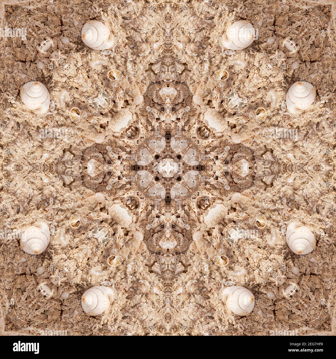 Kaleidoscope of shells embedded in rock Stock Photo - Alamy