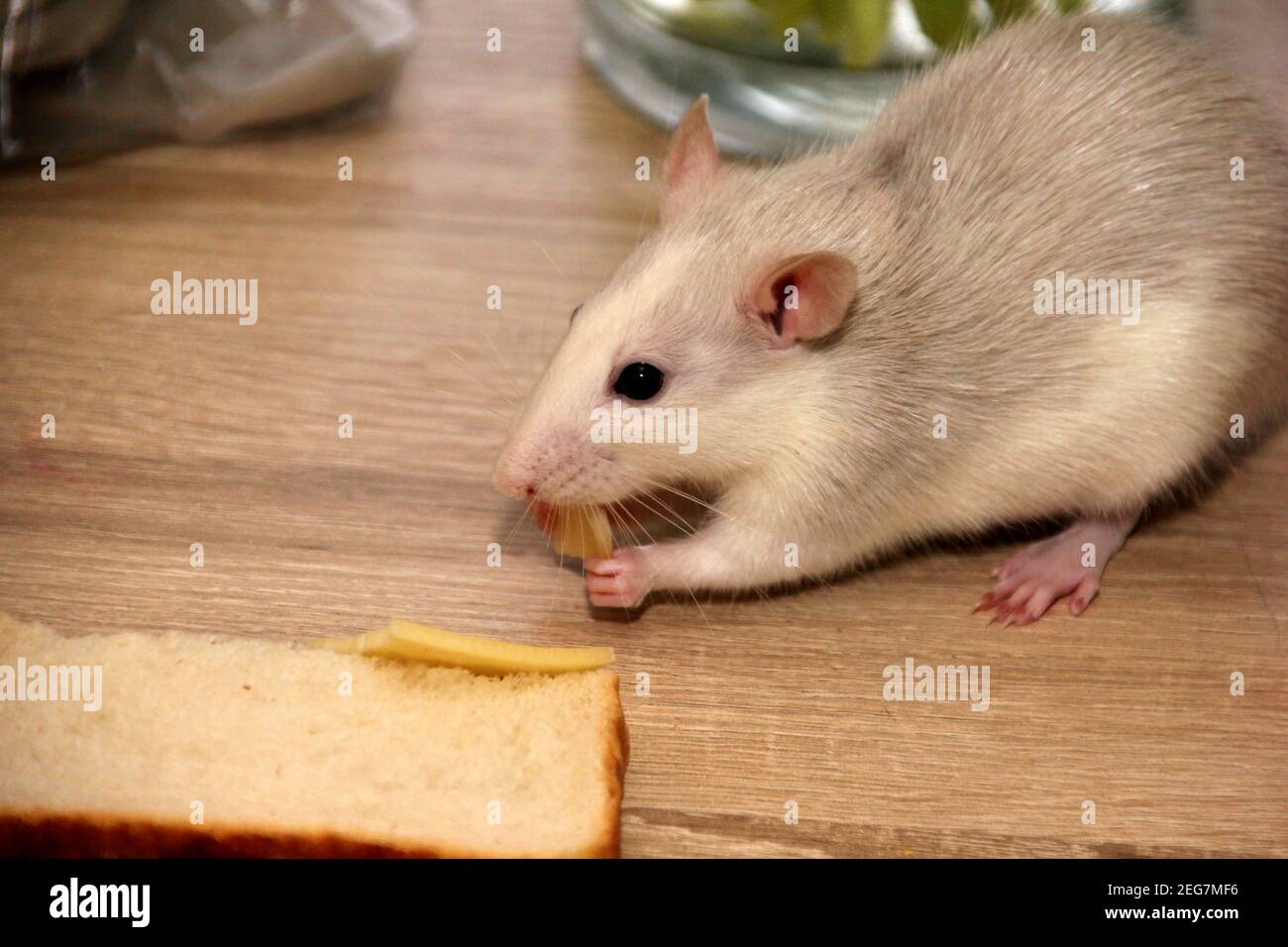 Rattus norvegicus domesticus hi-res stock photography and images - Alamy
