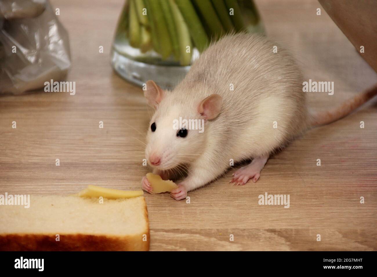 White dumbo rats hi-res stock photography and images - Alamy