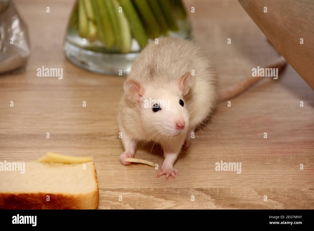 Brown rats rattus norvegicus eating bread hi-res stock photography and ...