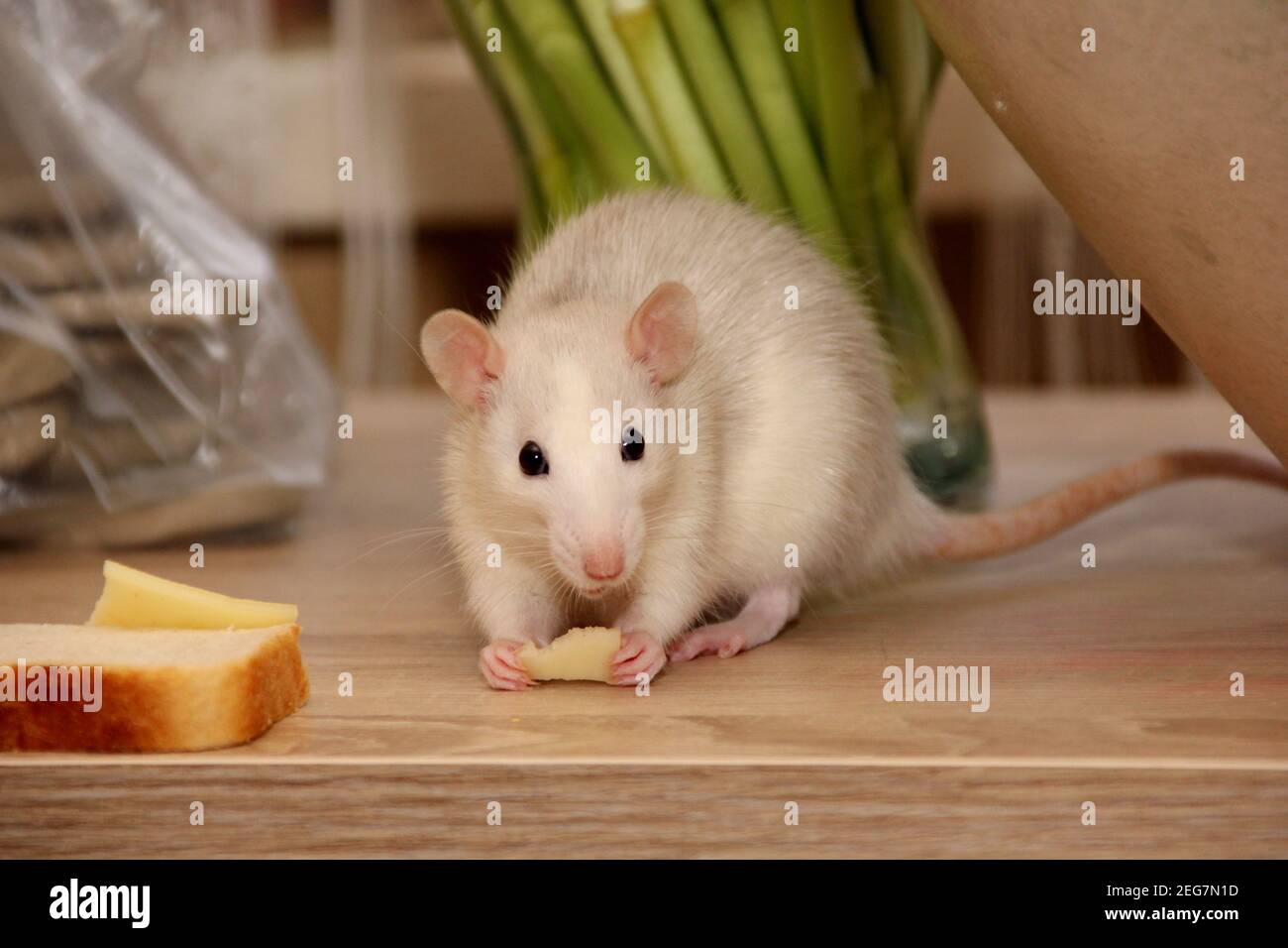 Brown rats rattus norvegicus eating bread hi-res stock photography and ...