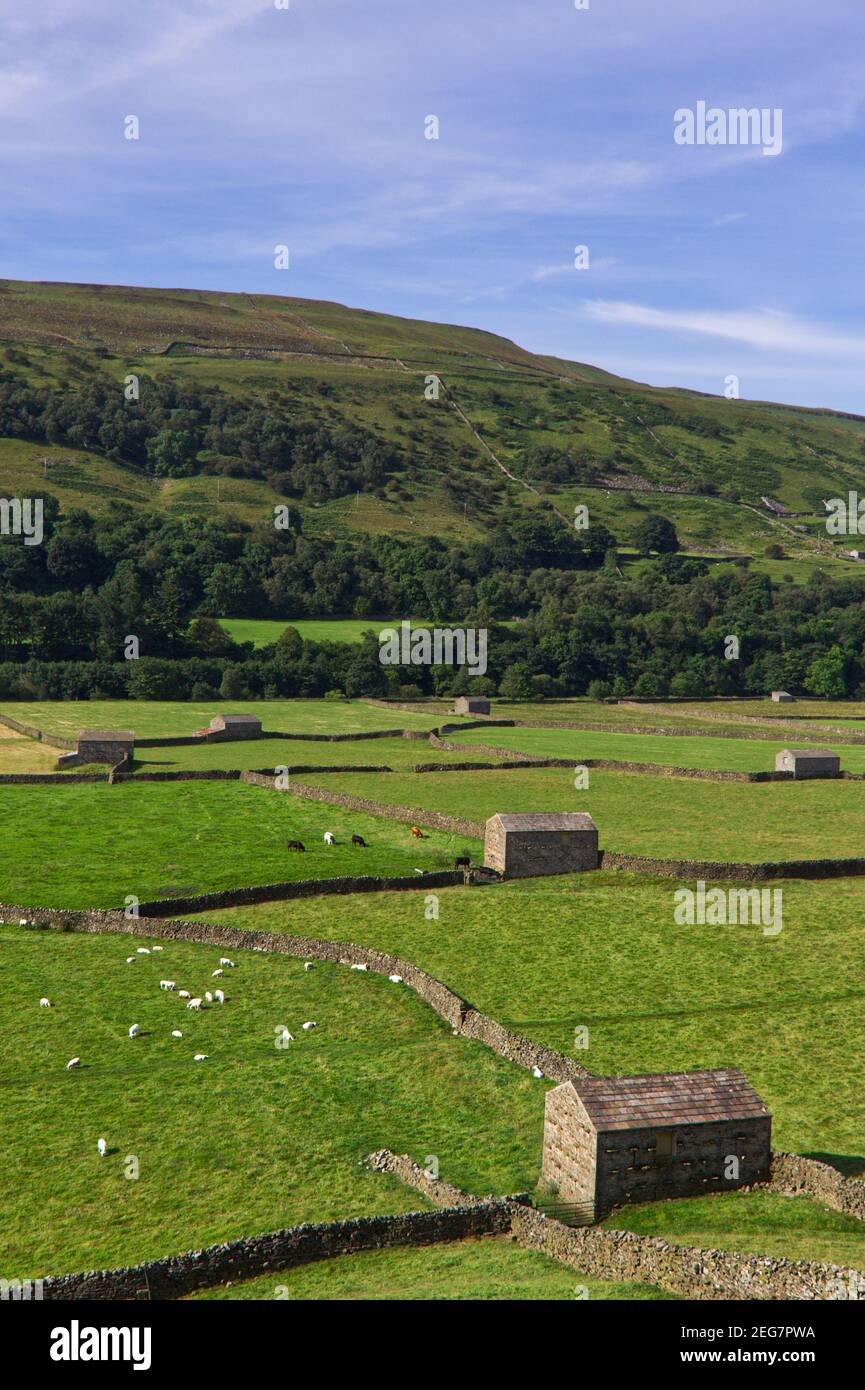 Hay meadows at Gunnerside, Swaledale, Yorkshire Dales National Park ...