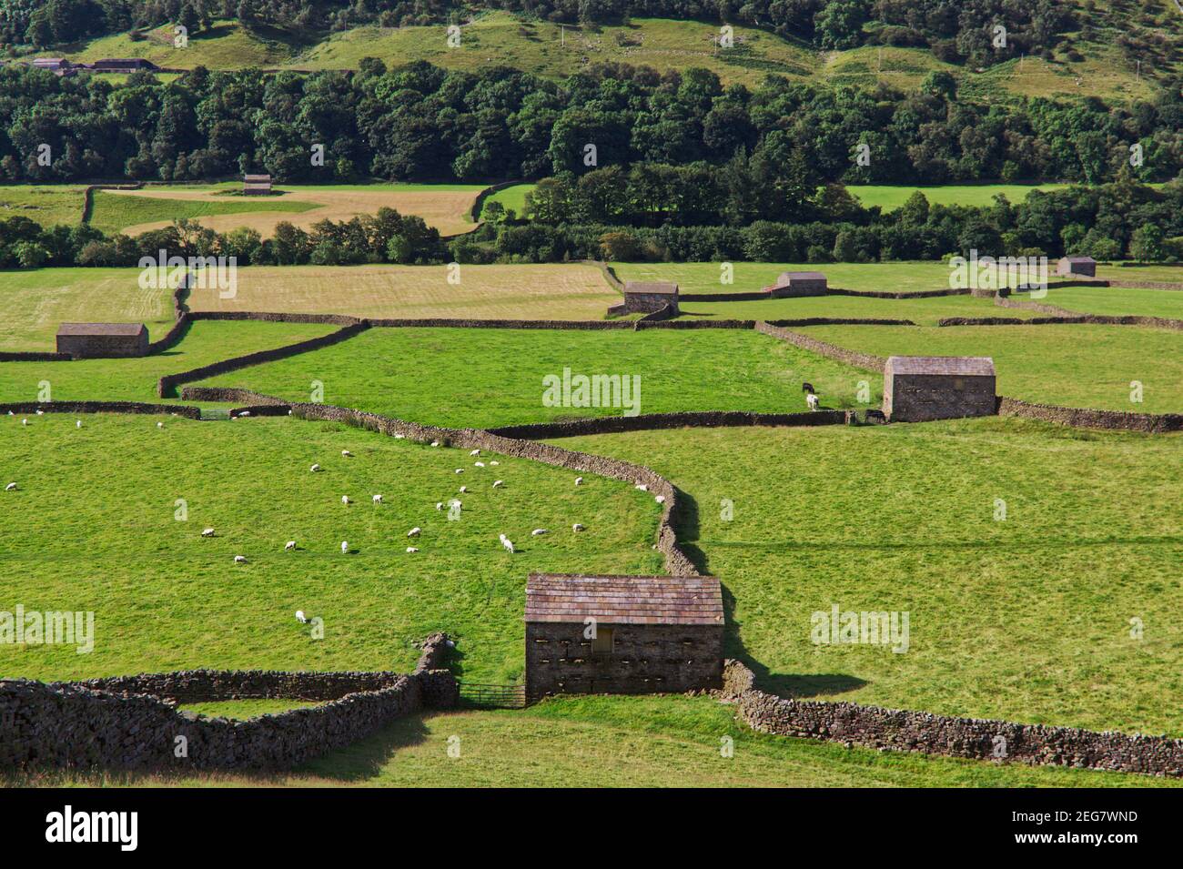 Hay meadows at Gunnerside, Swaledale, Yorkshire Dales National park ...