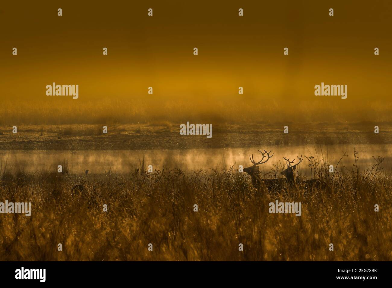 Within the golden mist Stock Photo - Alamy