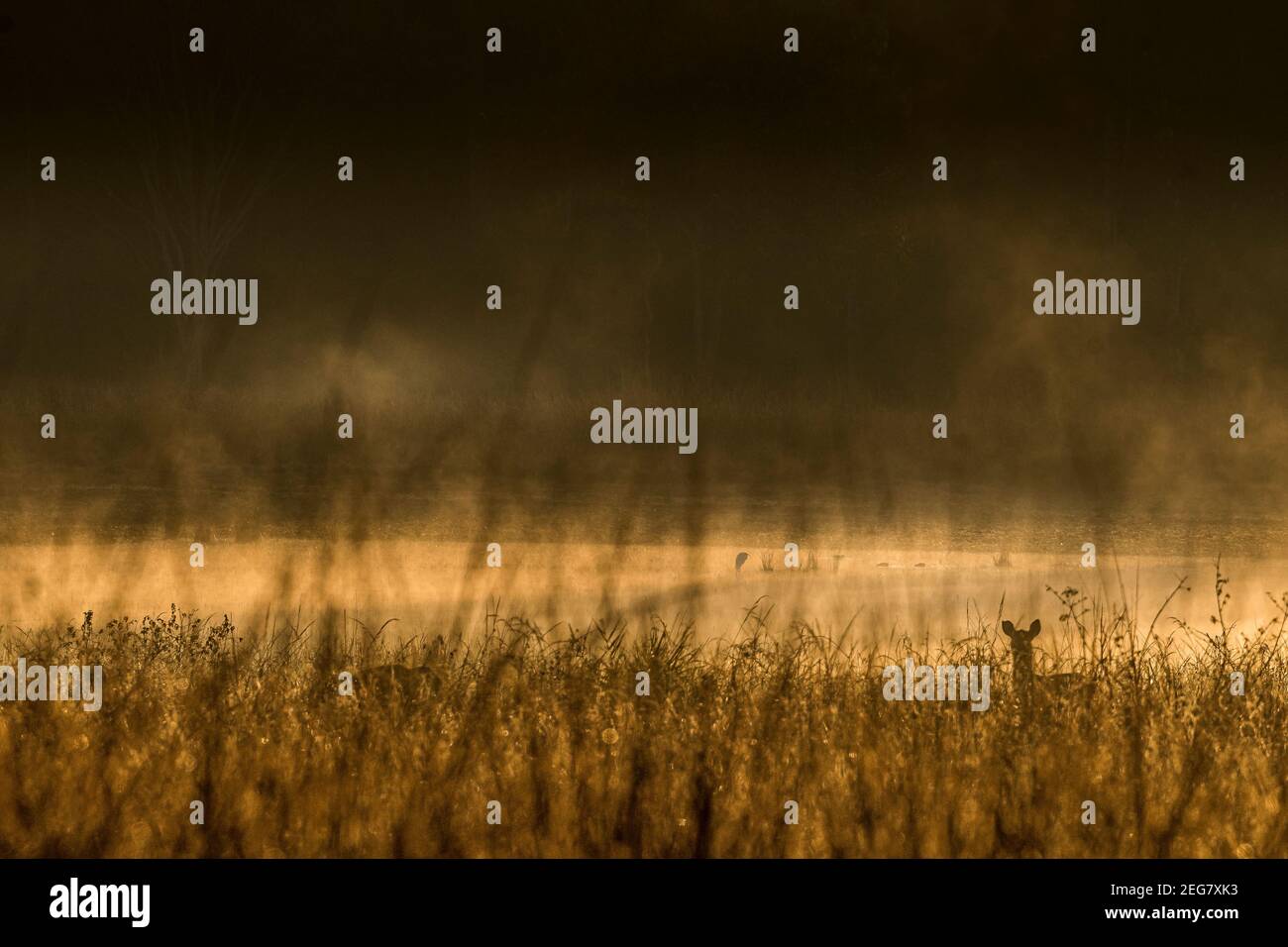 Indian misty pradesh hi-res stock photography and images - Alamy