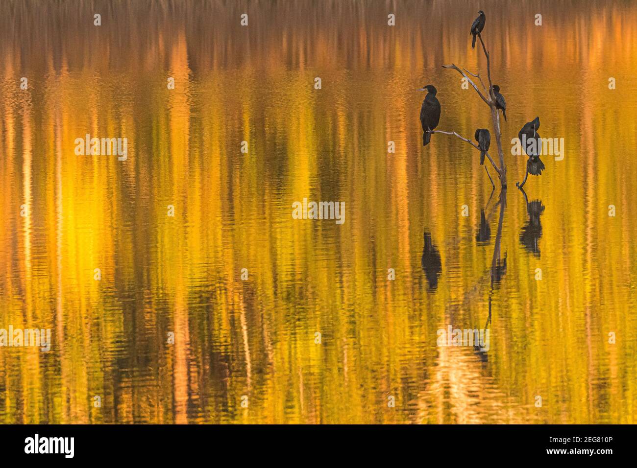 Colors of Nature Stock Photo - Alamy