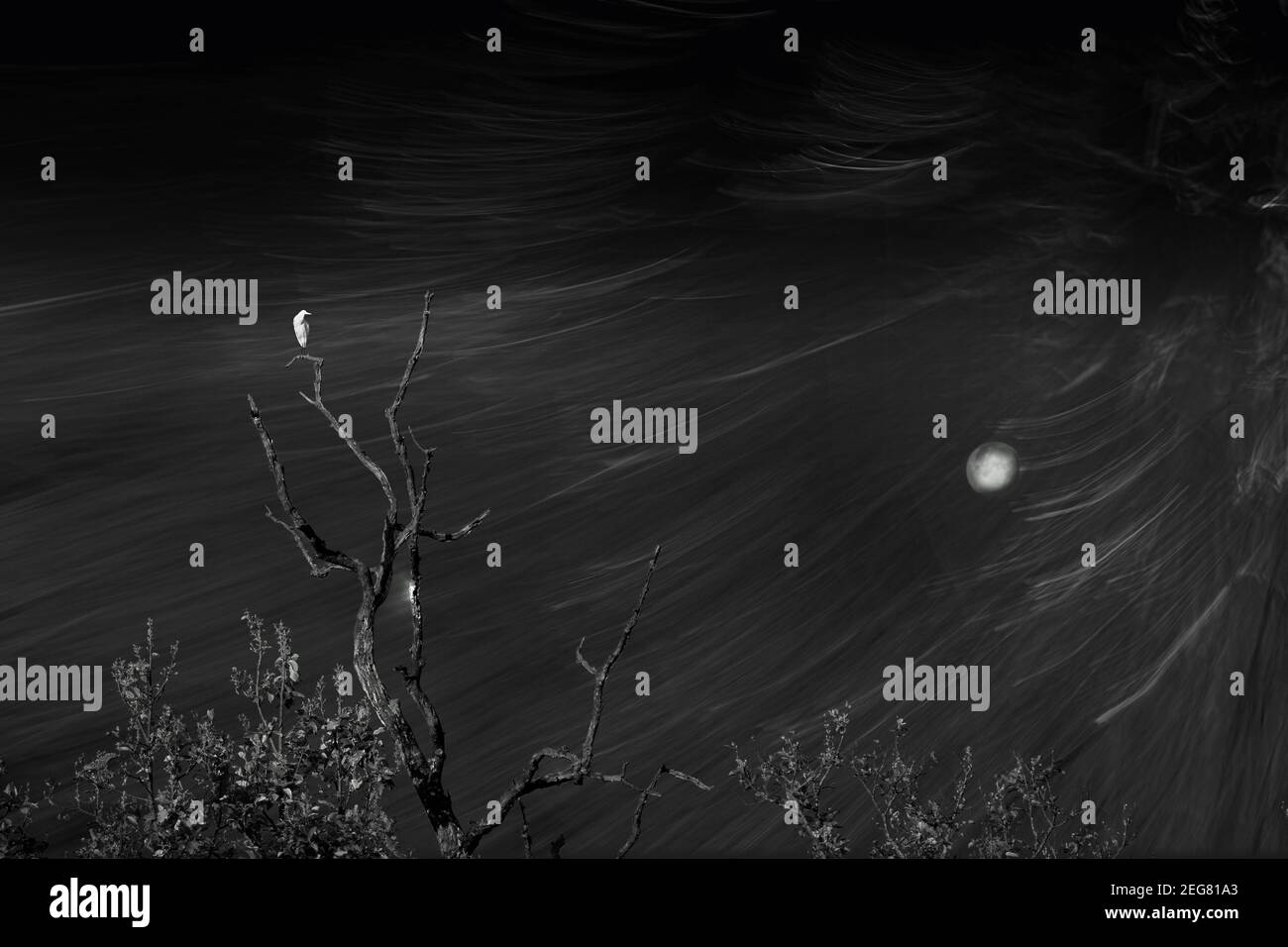 Windy nights in the wild Stock Photo - Alamy