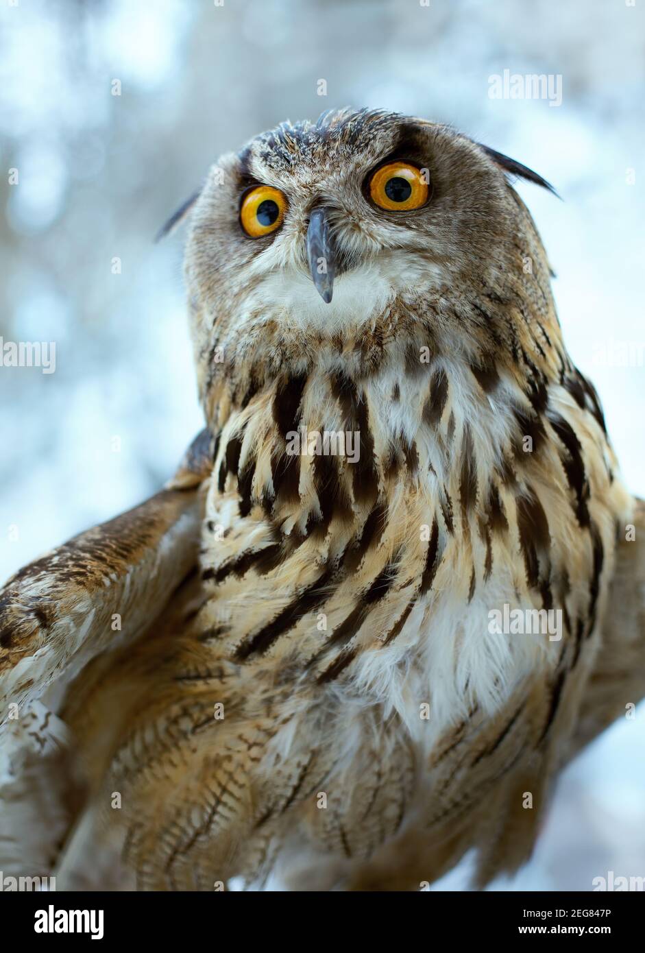 Wild owl looking at camera Stock Photo - Alamy