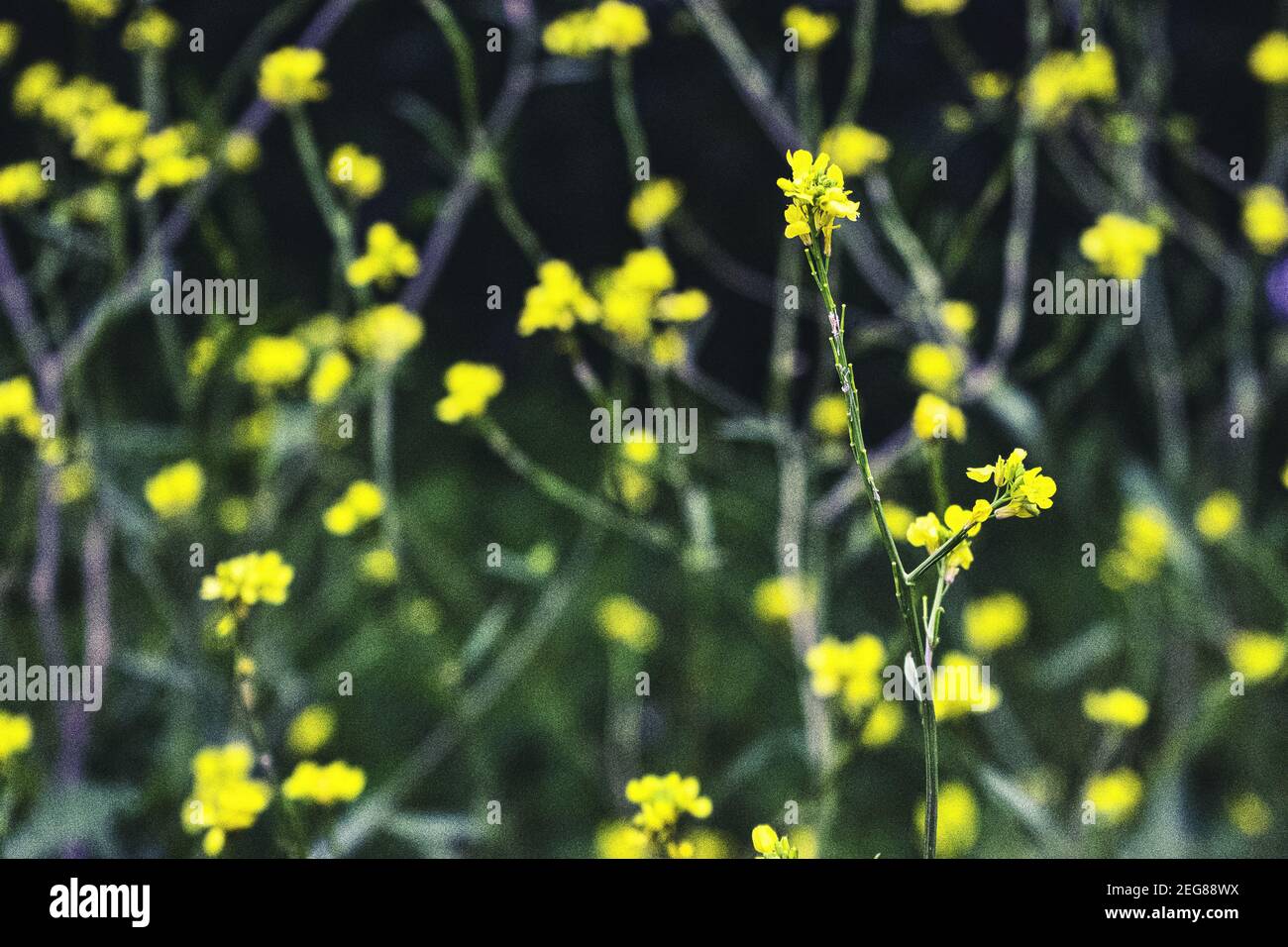 Reborn show hi-res stock photography and images - Alamy