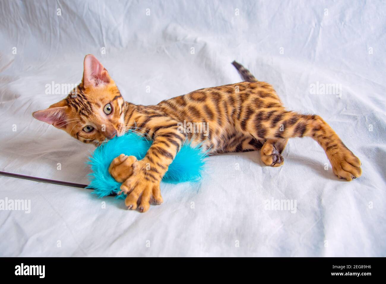White bengal tiger toy hi-res stock photography and images - Alamy