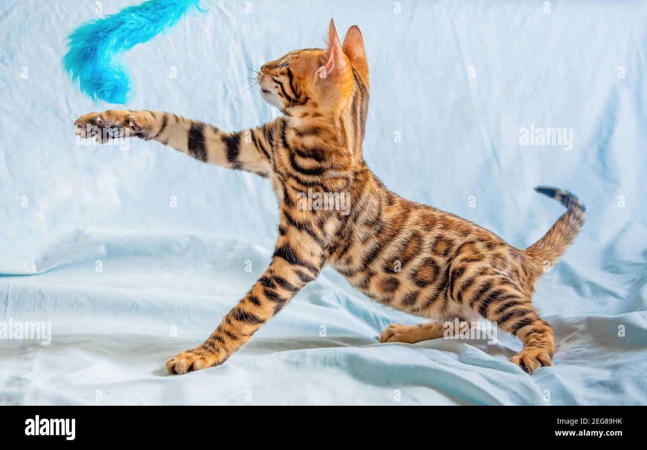 Cheerful playful bengal kitten playing with fluffy toy on white ...