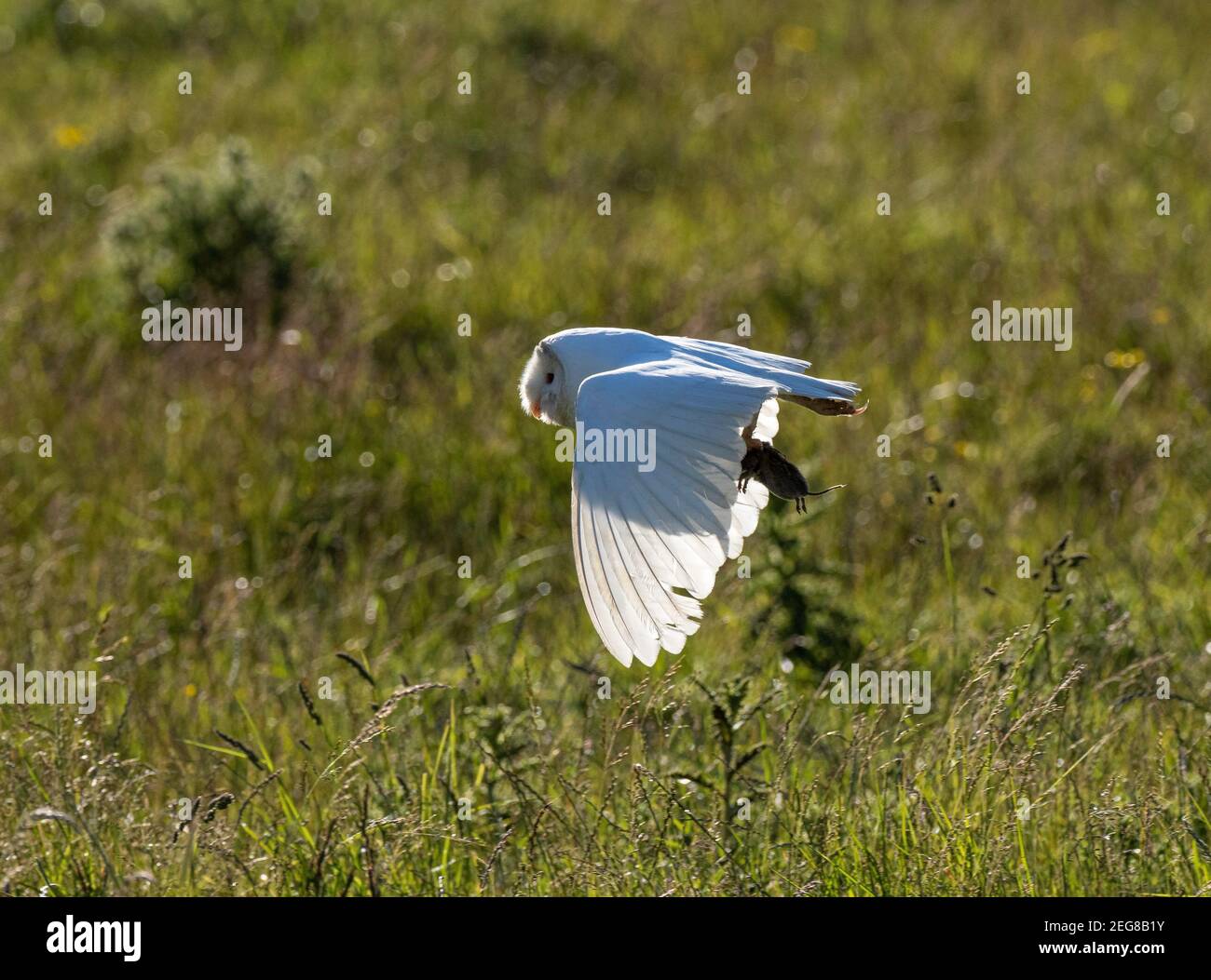 Leucistic birds hi-res stock photography and images - Alamy