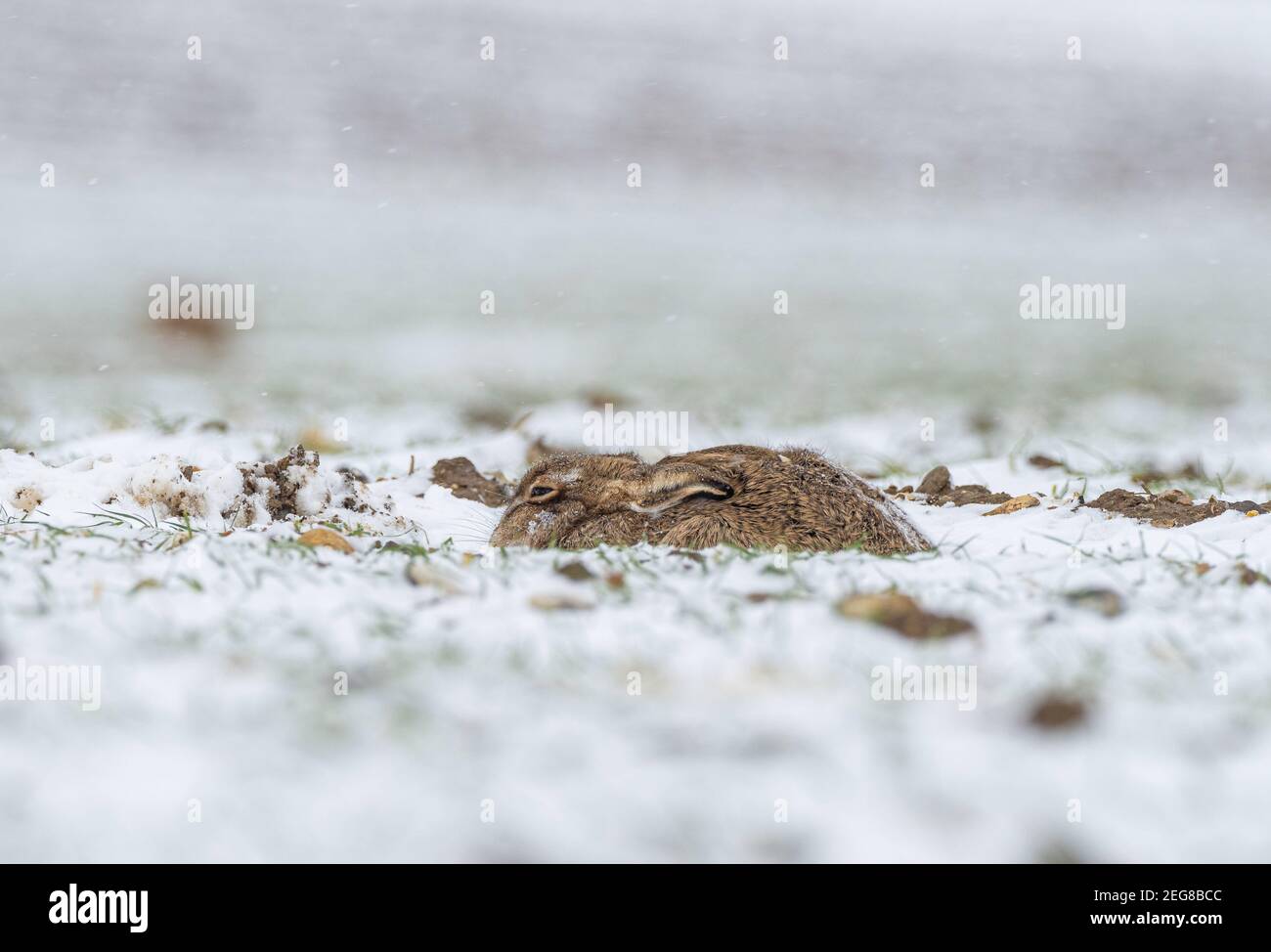 Uk wildlife hare snow winter hi-res stock photography and images - Alamy