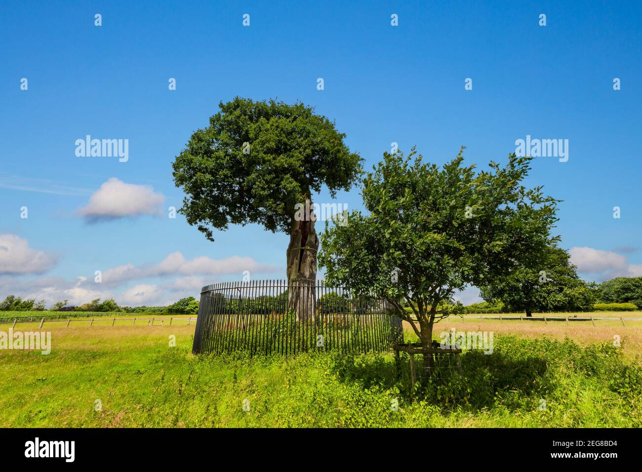 Royal oak tree hi-res stock photography and images - Alamy