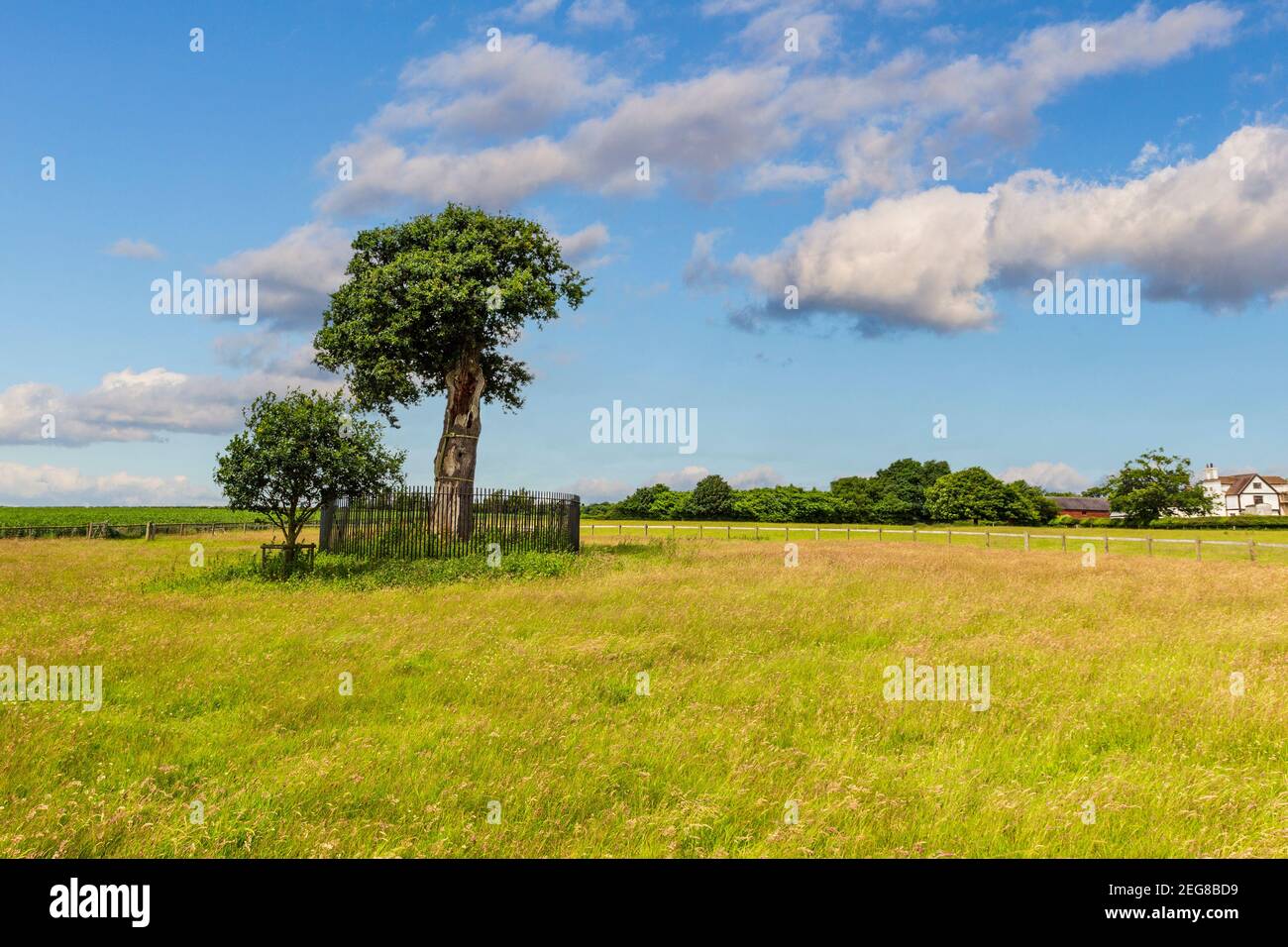 Boscobel oak tree hi-res stock photography and images - Alamy
