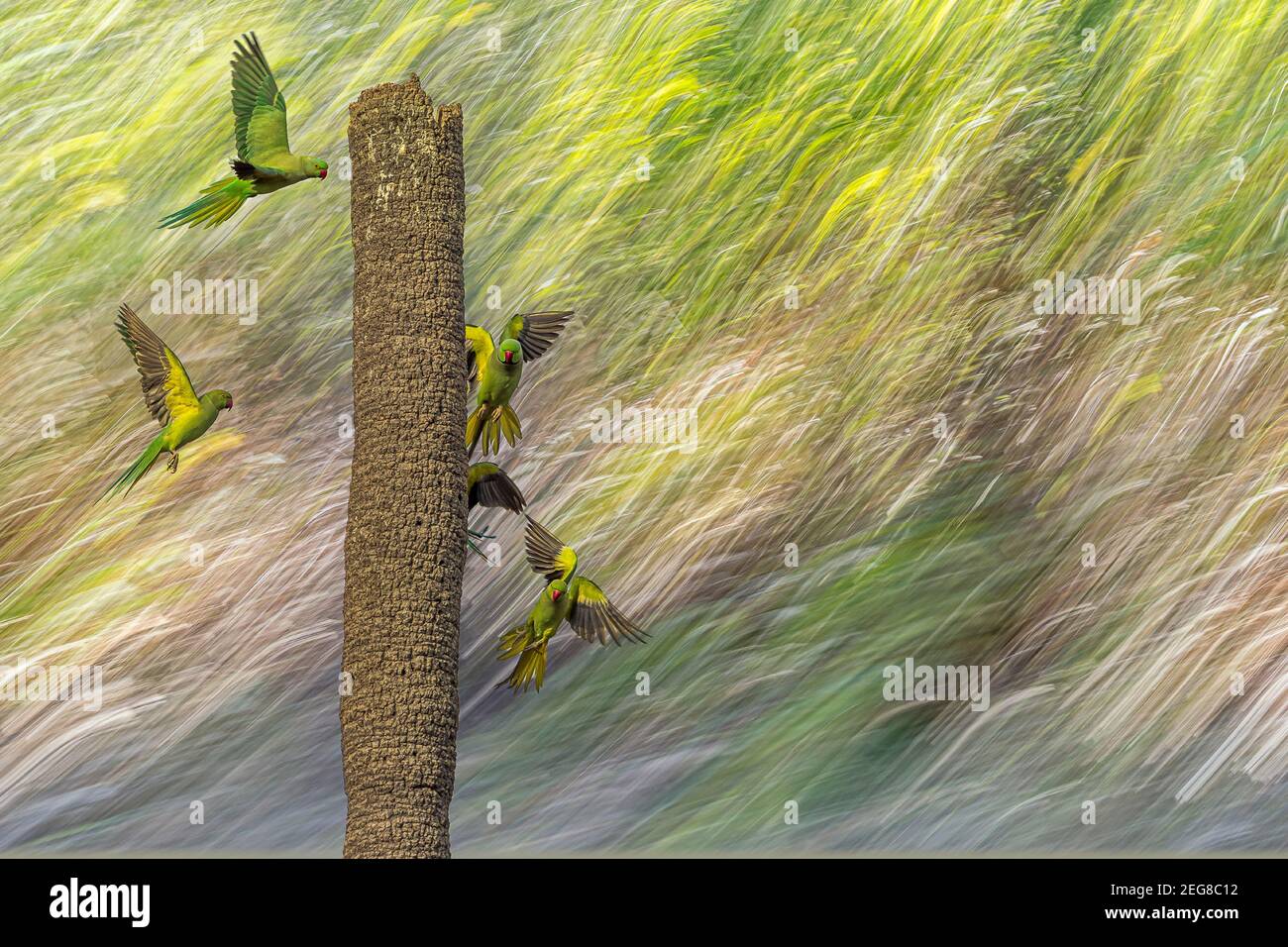 The colours of nature Stock Photo - Alamy