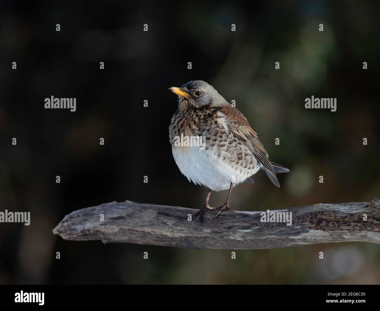Fieldfare Turdus pilaris, visiting garden in winter Stock Photo - Alamy