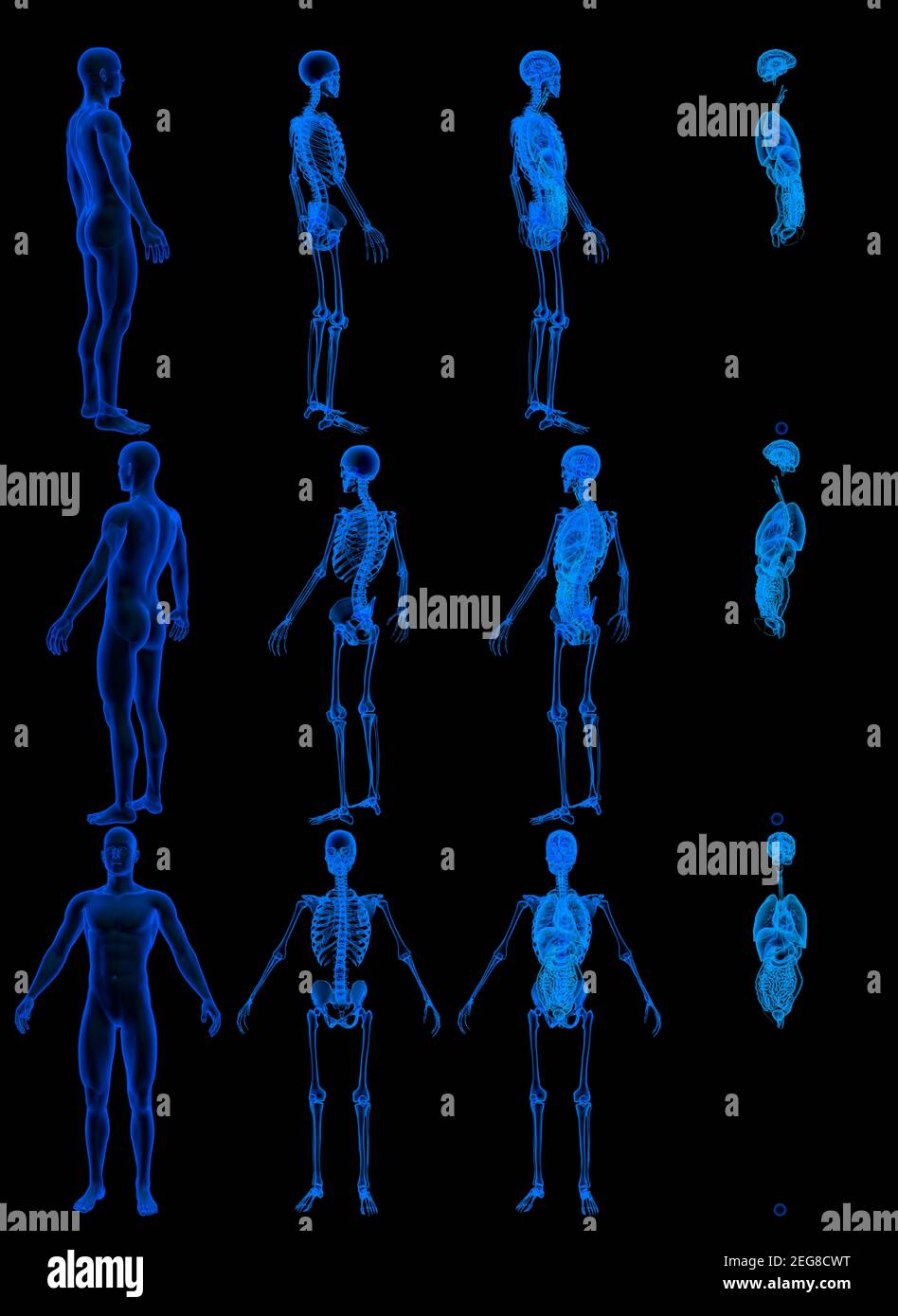 12 x-ray renders of male body with skeleton and internal organs ...