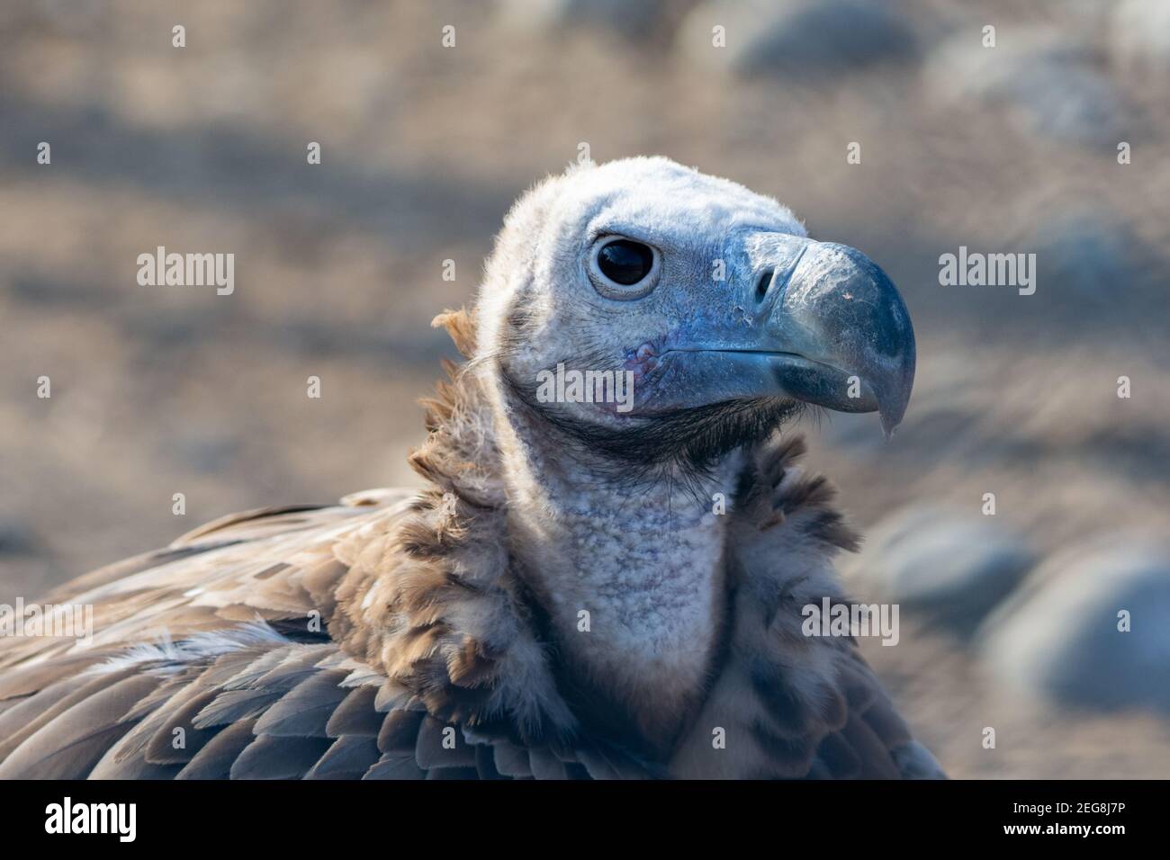 Predatory bird scavenger scavengers scavenging hi-res stock photography ...