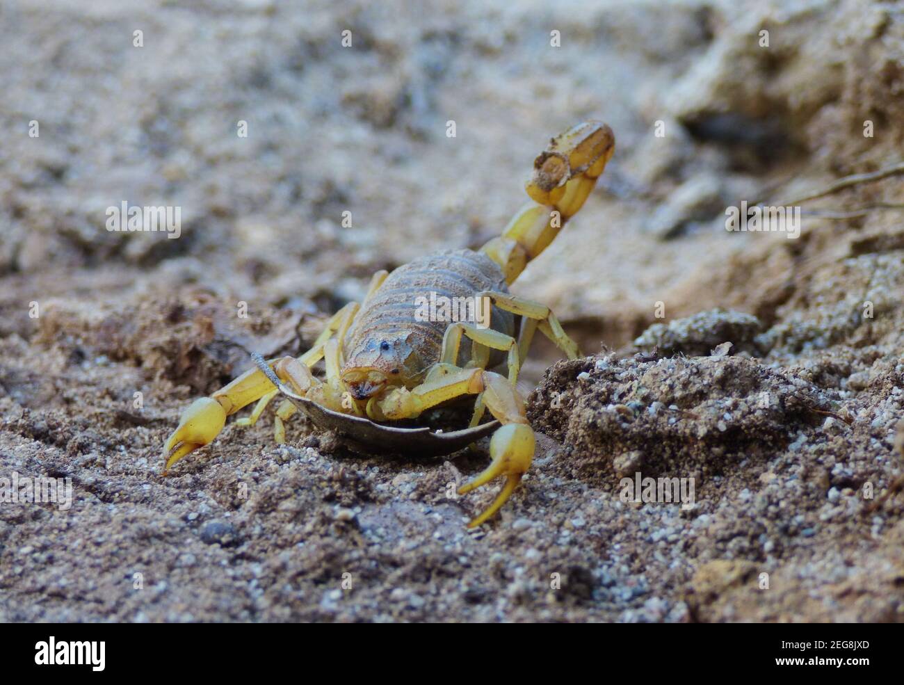 Yellow scorpion on a sandy ground Stock Photo - Alamy