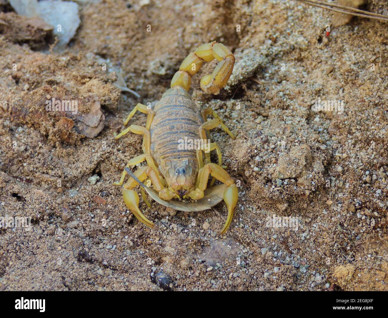 Yellow Ground Scorpion High Resolution Stock Photography and Images - Alamy