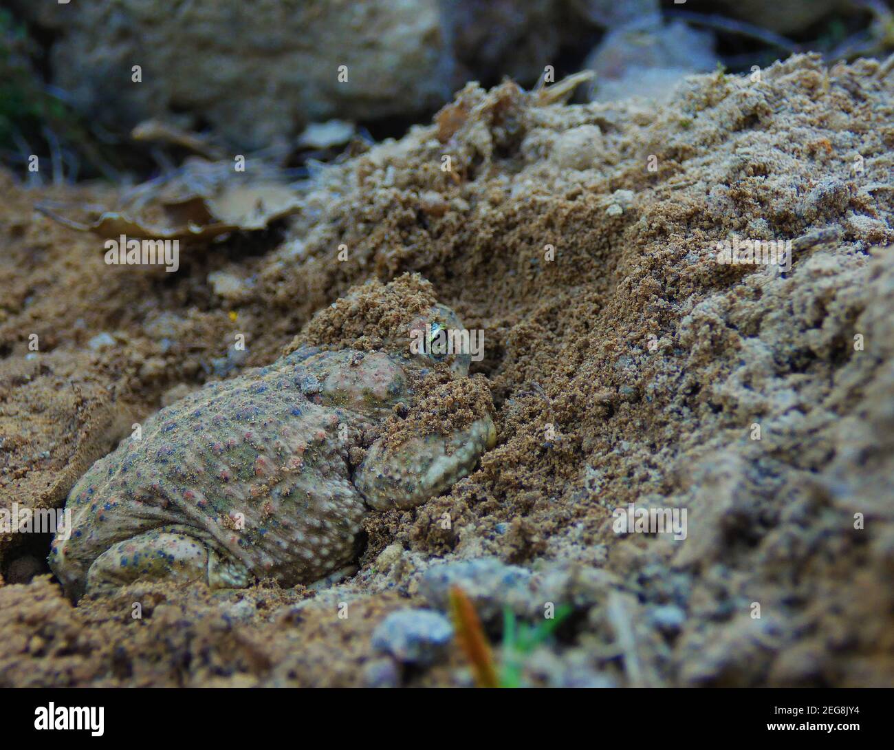 Huge frog on a sandy ground Stock Photo - Alamy
