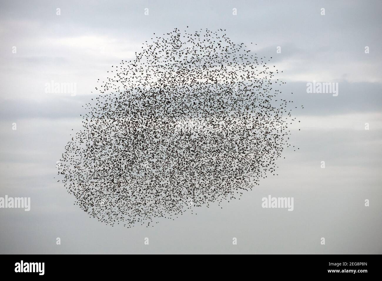 A Murmuration Off The Beach At Brighton, East Sussex, England, UK Stock ...