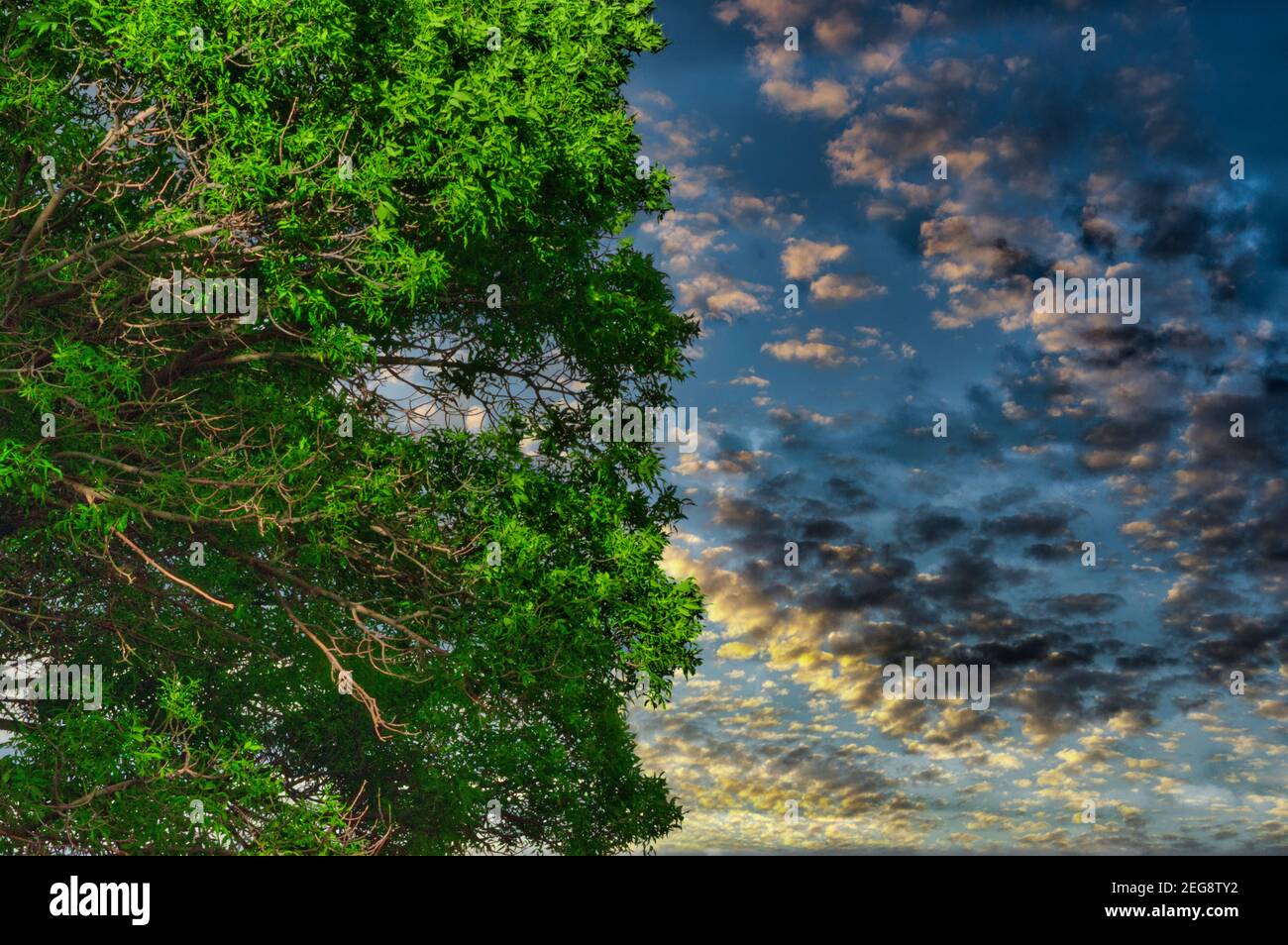 Low angle shot of a green tree under the beautiful sky with scattered ...